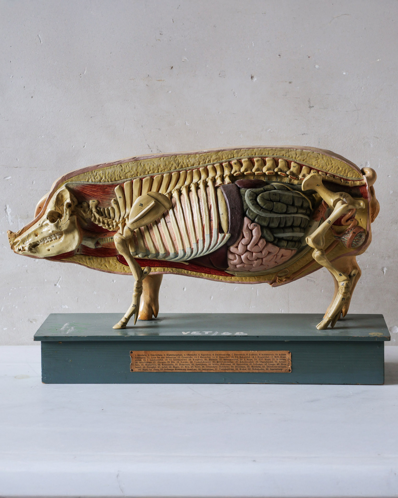 Vintage anatomical model of a pig, 1960s - Piet Jonker