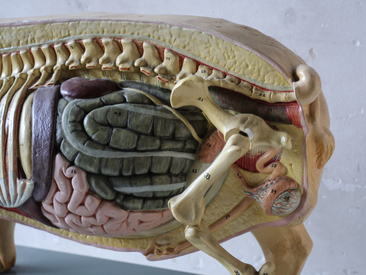Vintage anatomical model of a pig, 1960s - Piet Jonker